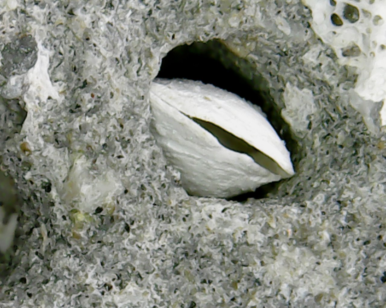 Arenisca :: Minerales